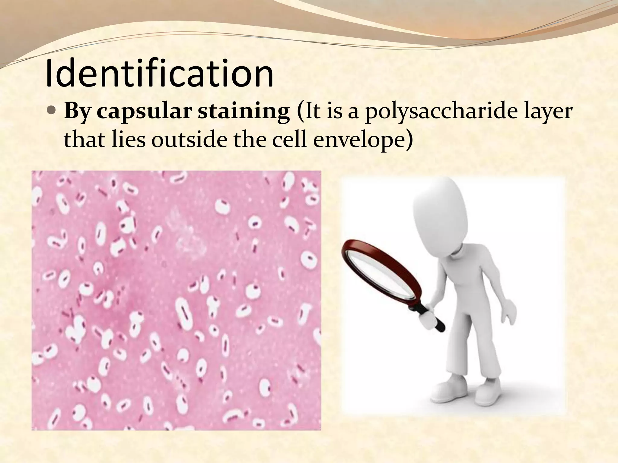 Biosurfactants production and applications. | PPTX
