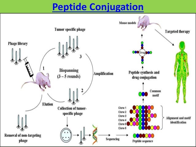 Custom Peptide Synthesis