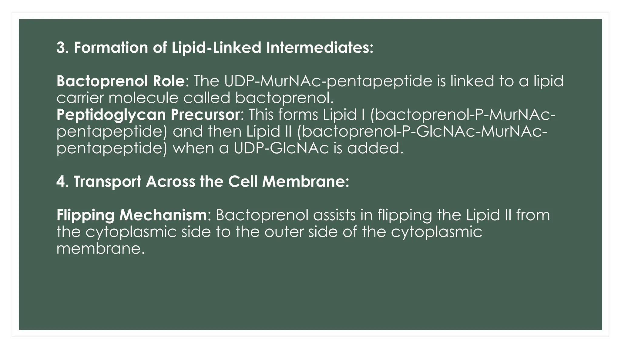 OVERVIEW - BIOSYNTESIS OF PEPTIDOGLYCAN.pptx