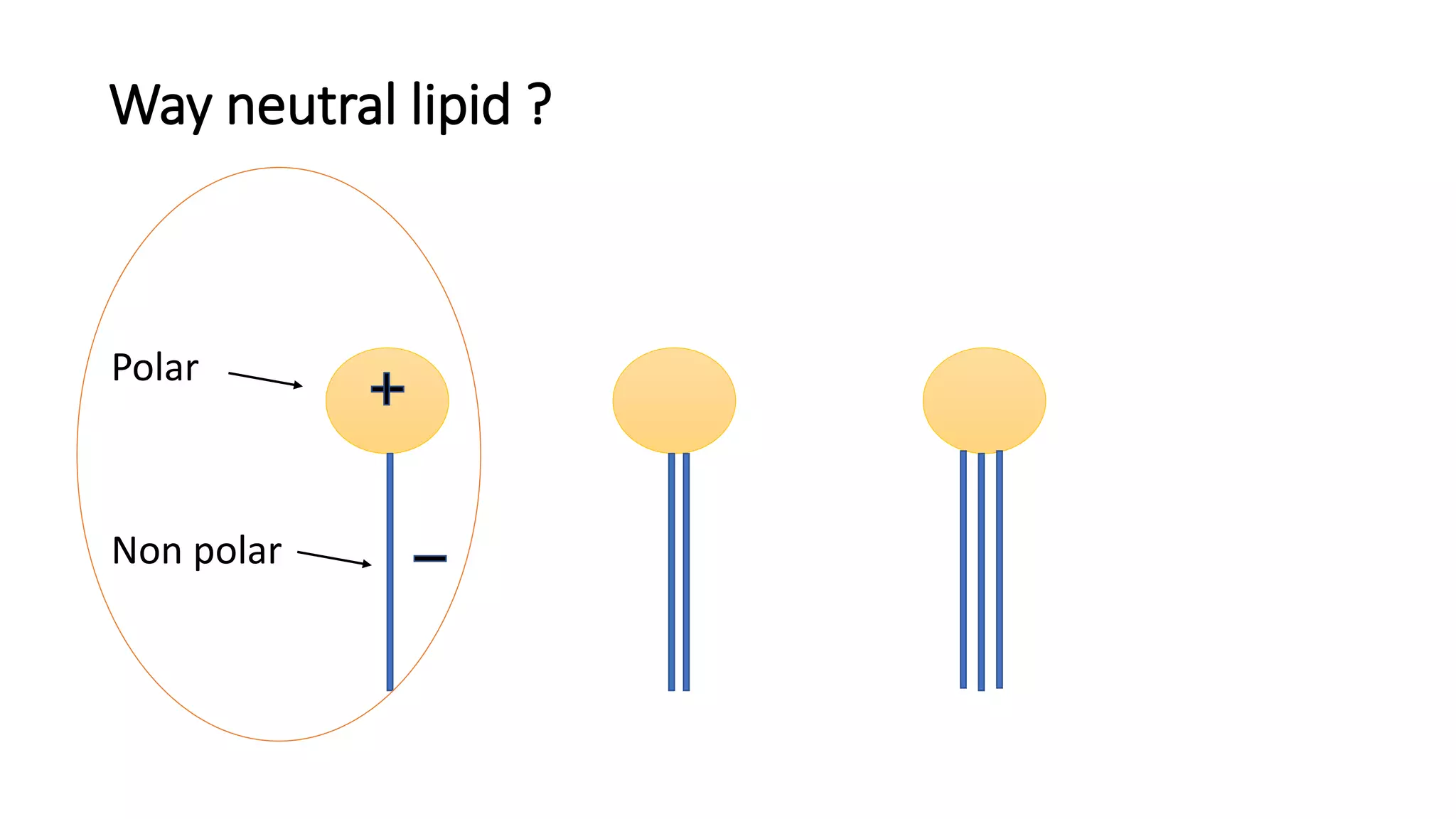 Biosynthesis of neutral lipid | PPTX