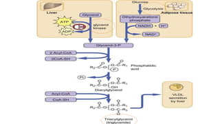 Biosynthesis of neutral lipid | PPTX