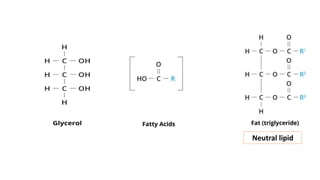 Biosynthesis of neutral lipid | PPTX