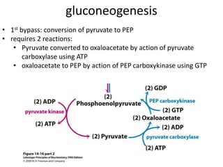 Biosynthesis | PPTX