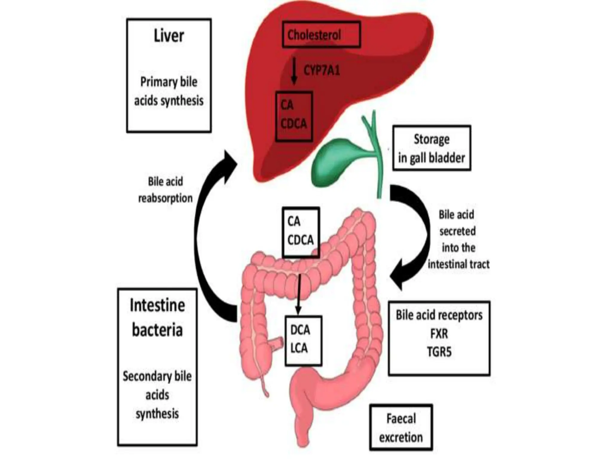 Biosynthesis of Bile Acid | PPTX