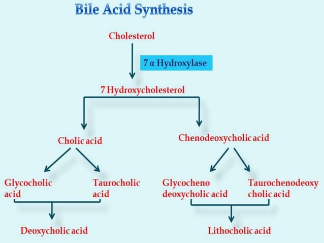 Biosynthesis of Bile Acid | PPTX | Digestive Disorders | Diseases and ...
