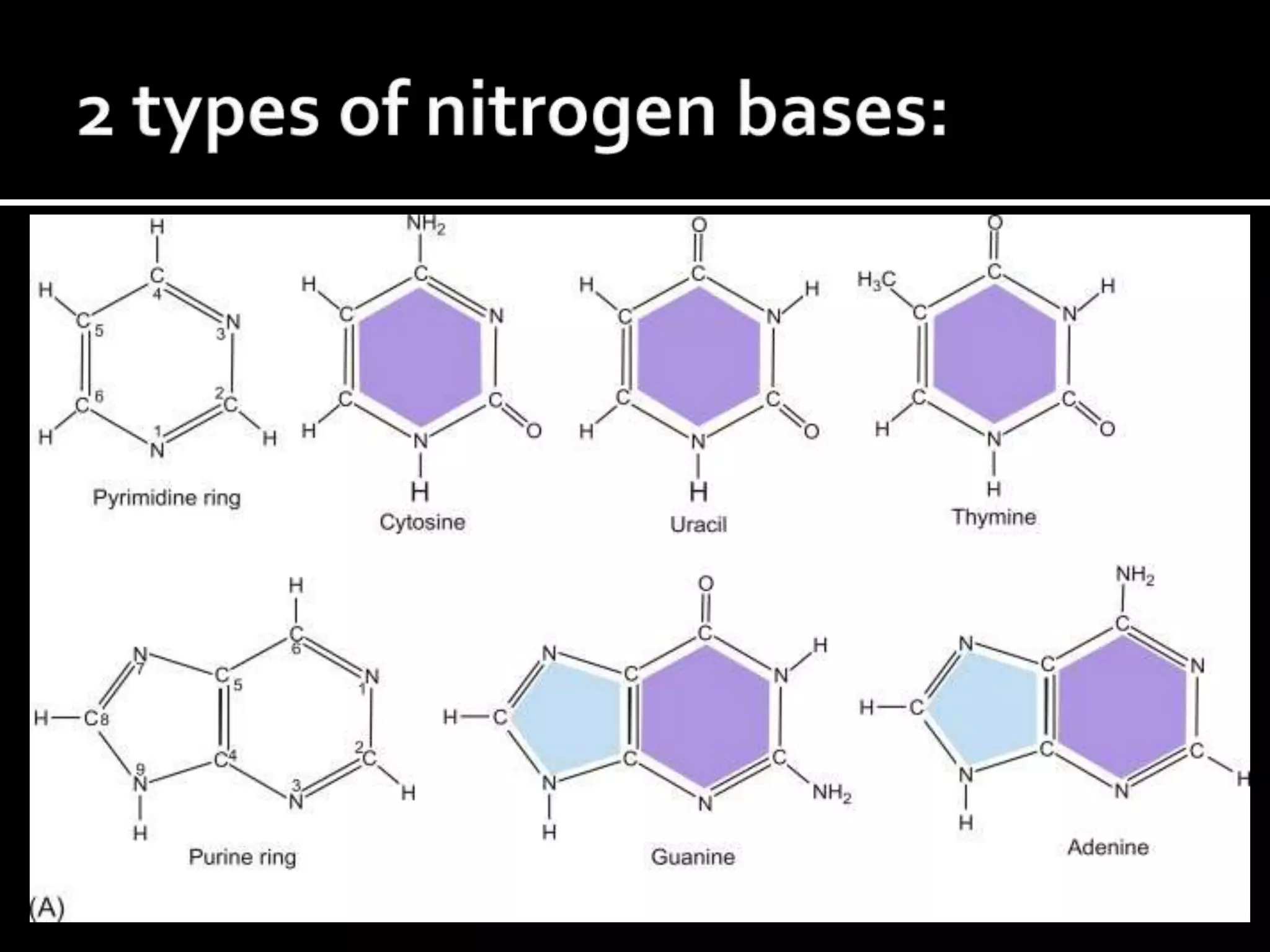 Biosynthesis of Purines and Pyrimidines | PPTX