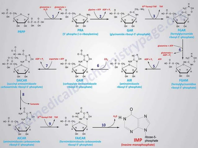 Biosynthesis of Purines and Pyrimidines | PPTX