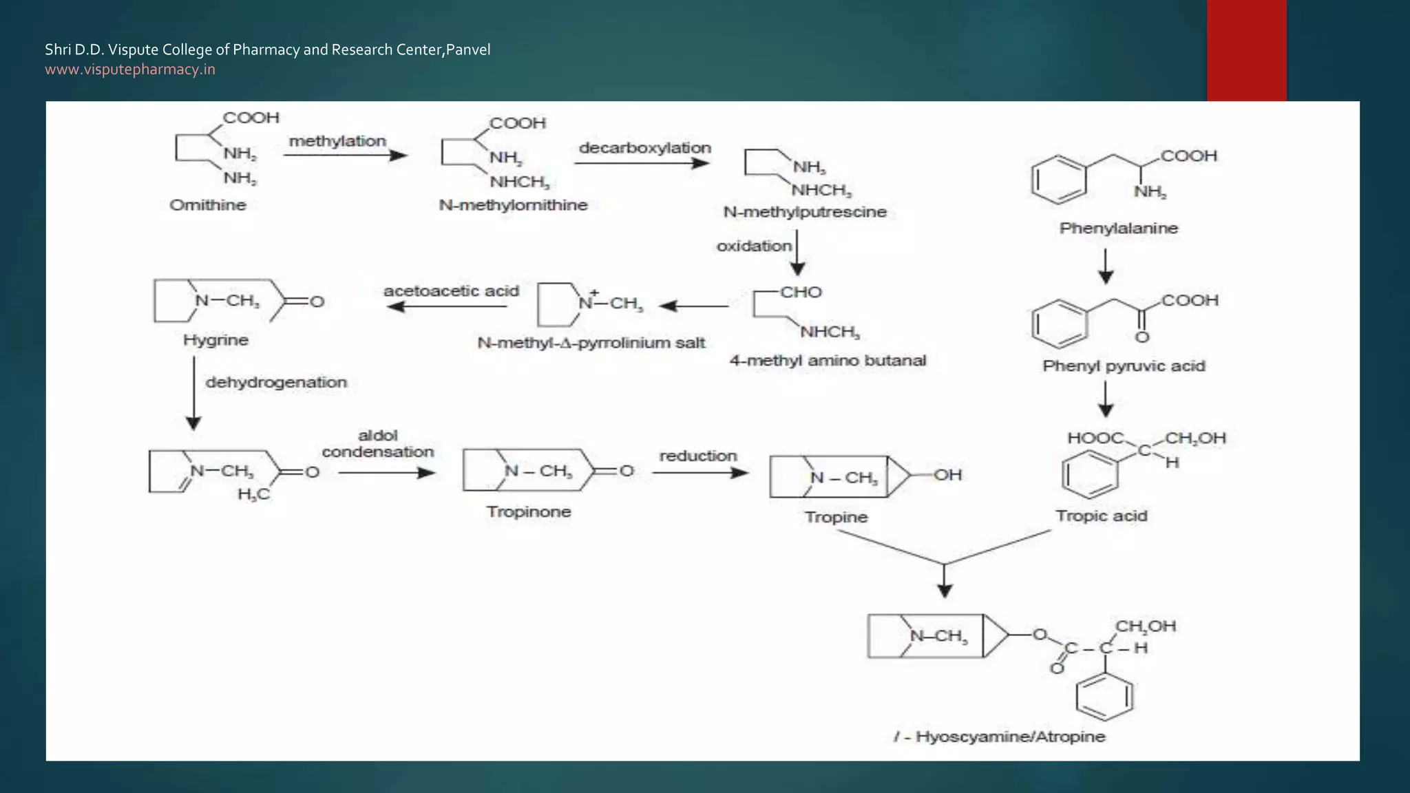 Biosynthesis | PPT