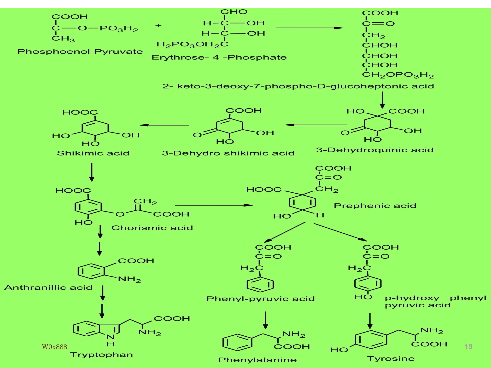 Biosynthesis.pptx.. | PPT