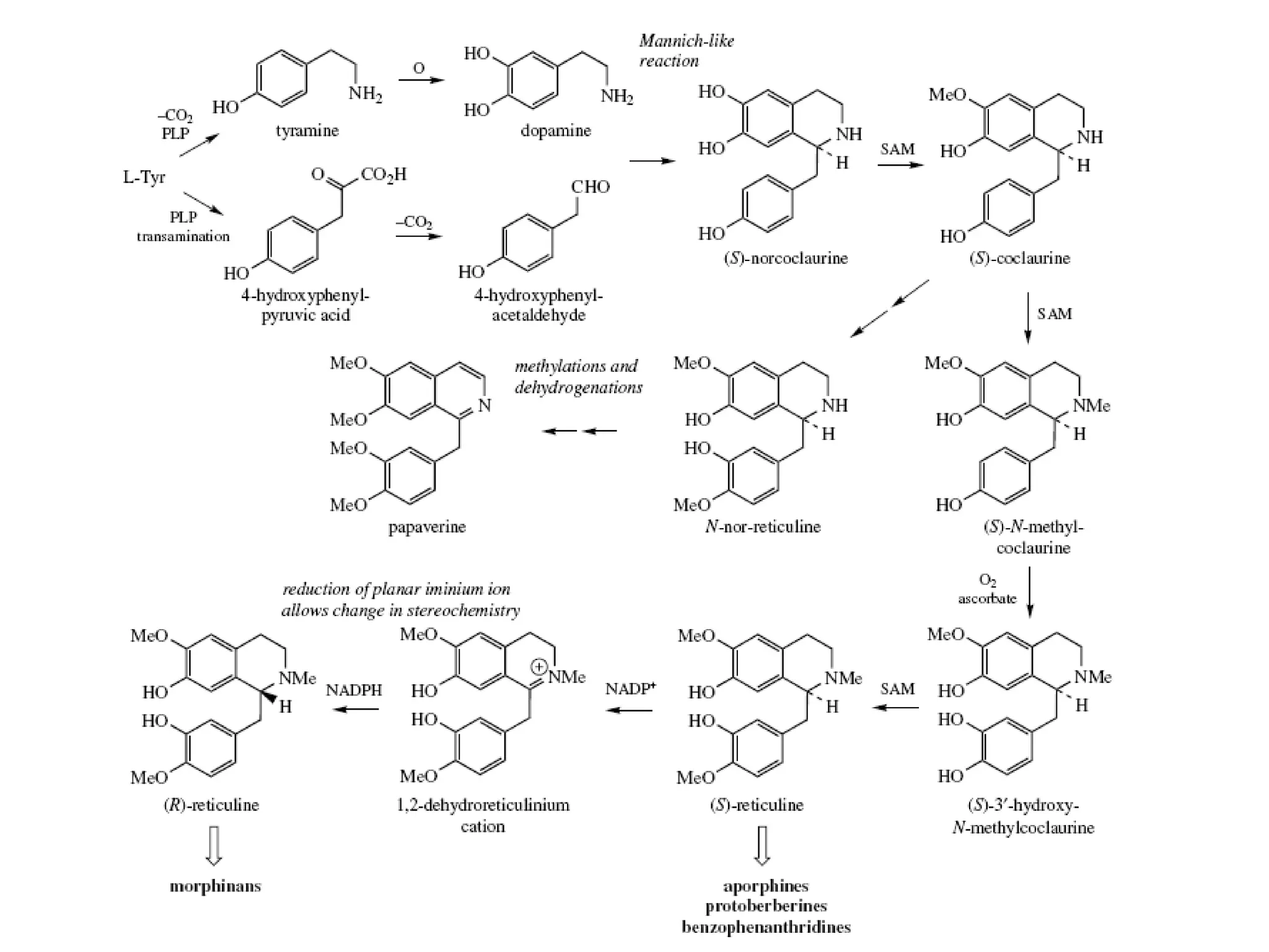 Biosynthesis Isolation And Example For Some Alkaloids Ppt