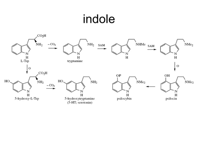 Biosynthesis Isolation And Example For Some Alkaloids Ppt