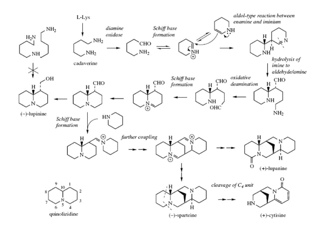 Biosynthesis isolation and example for some alkaloids | PPT