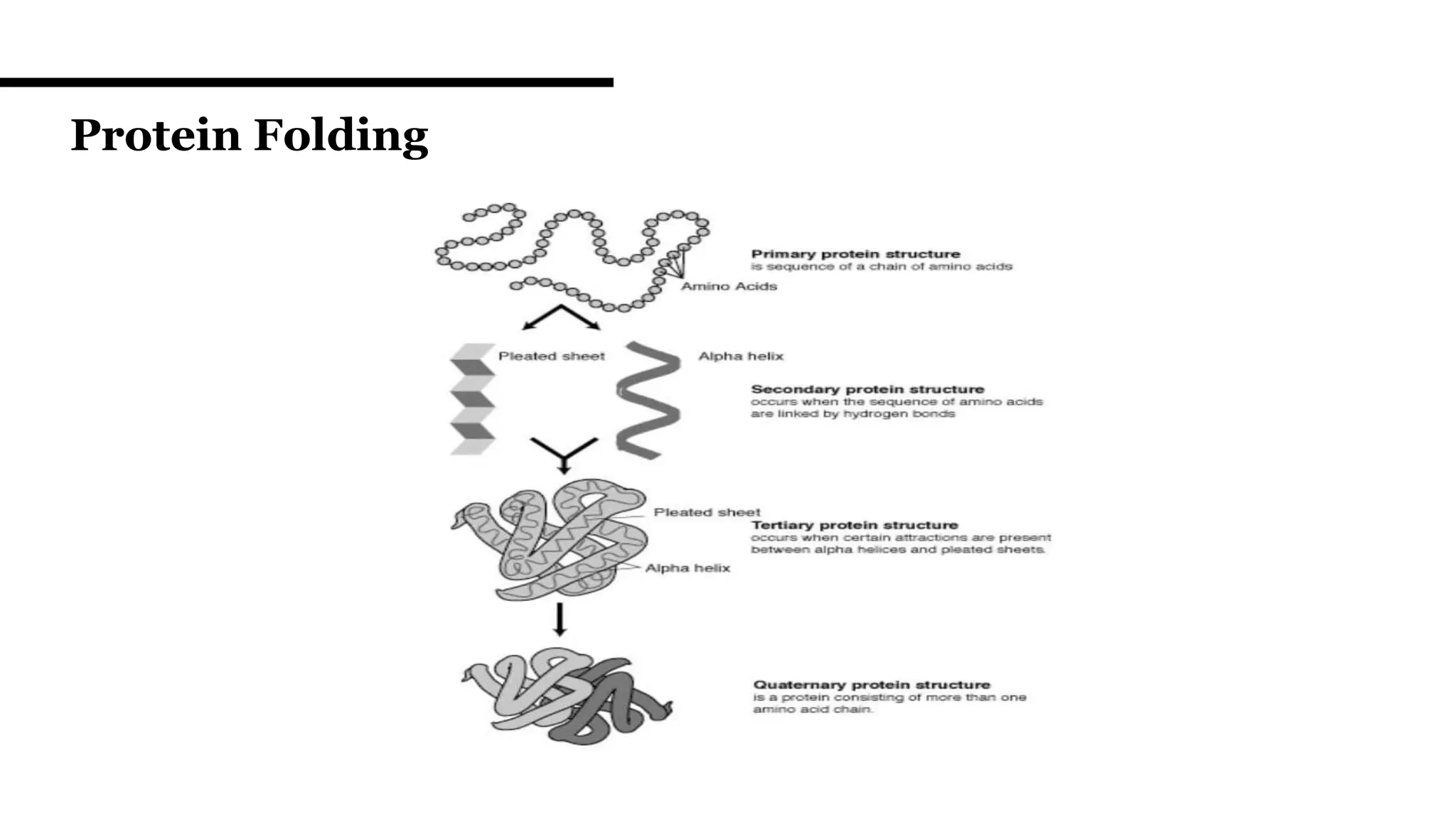 Cellular Biosynthesis: Cell Wall and Protein Pathways | PPTX