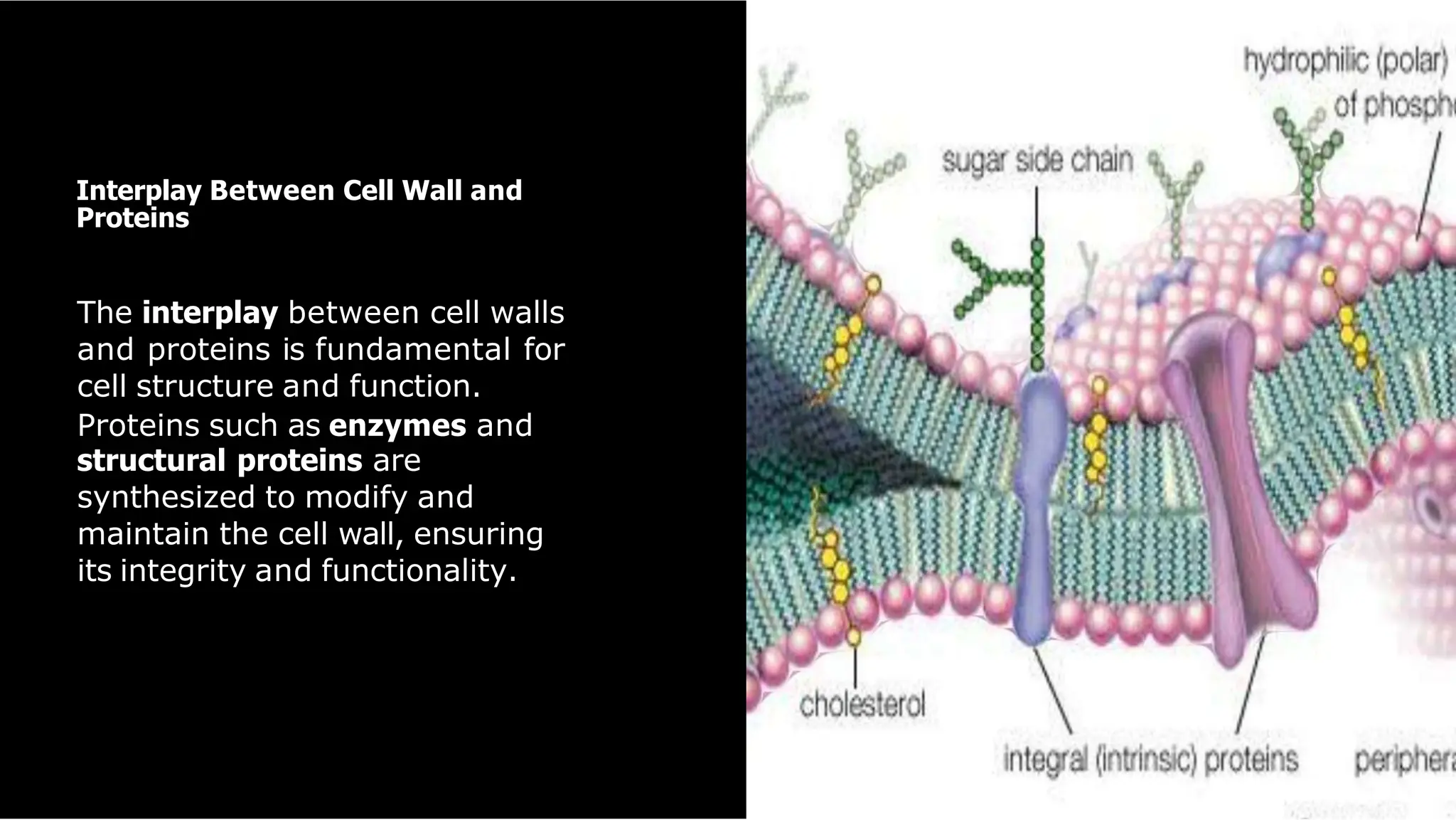 Cellular Biosynthesis: Cell Wall and Protein Pathways | PPTX