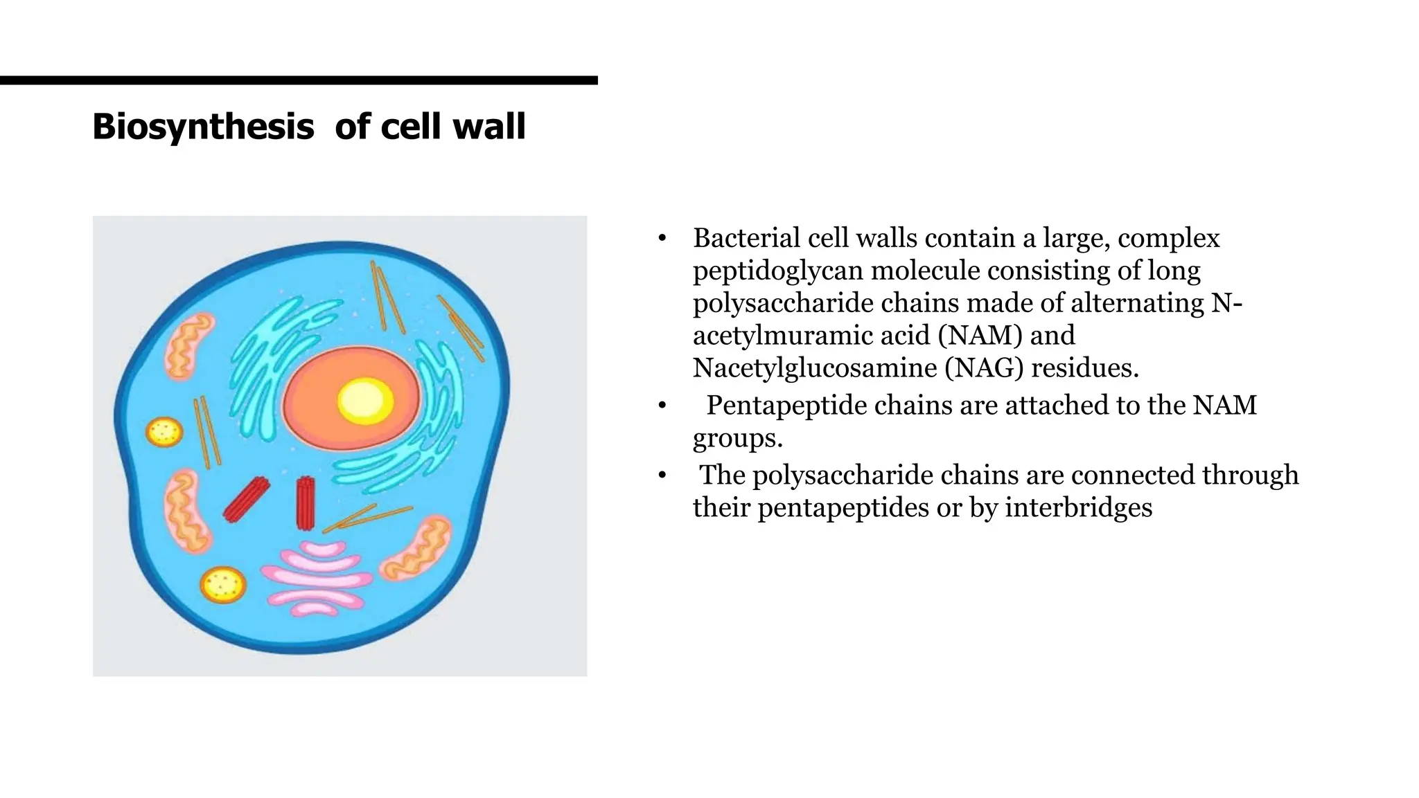 Cellular Biosynthesis: Cell Wall and Protein Pathways | PPTX