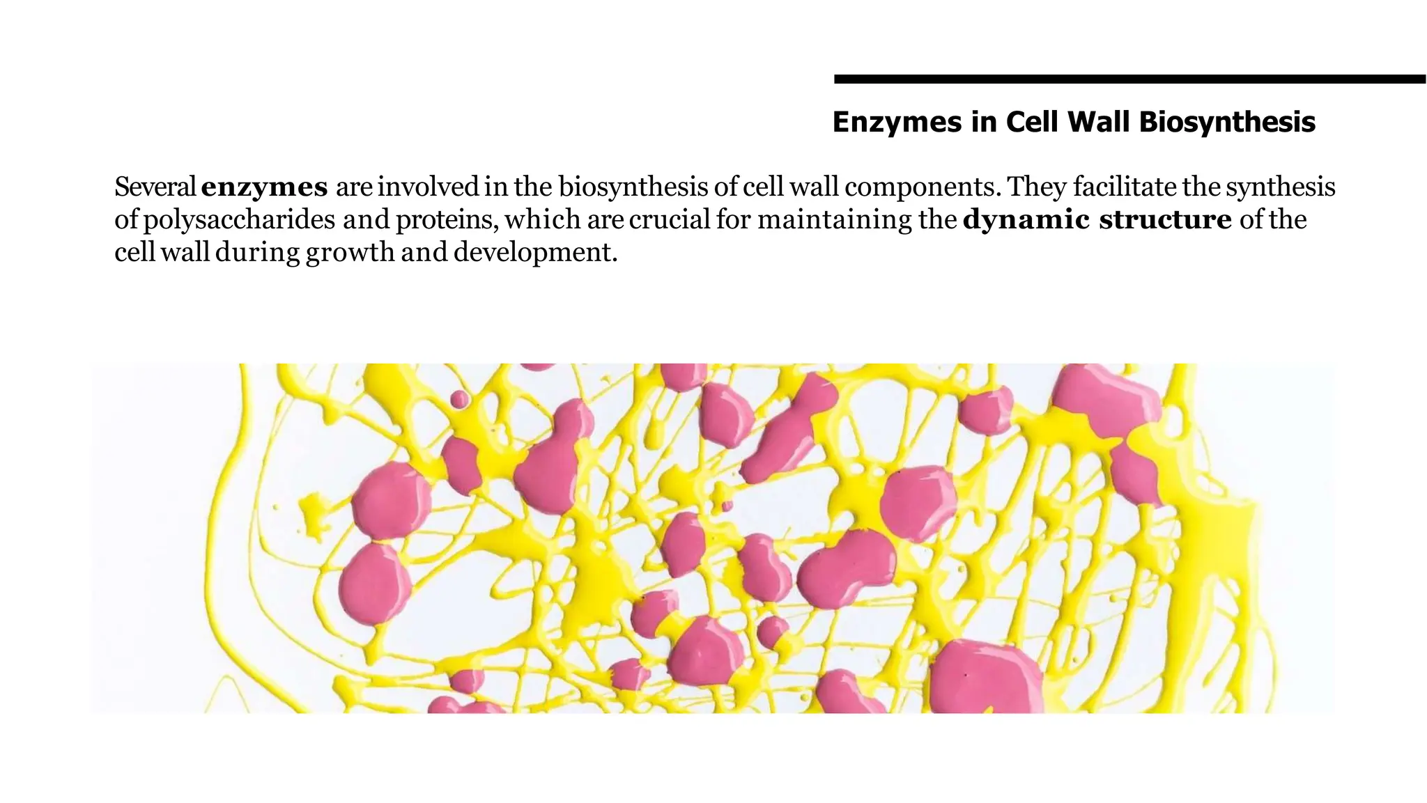 Cellular Biosynthesis: Cell Wall and Protein Pathways | PPTX