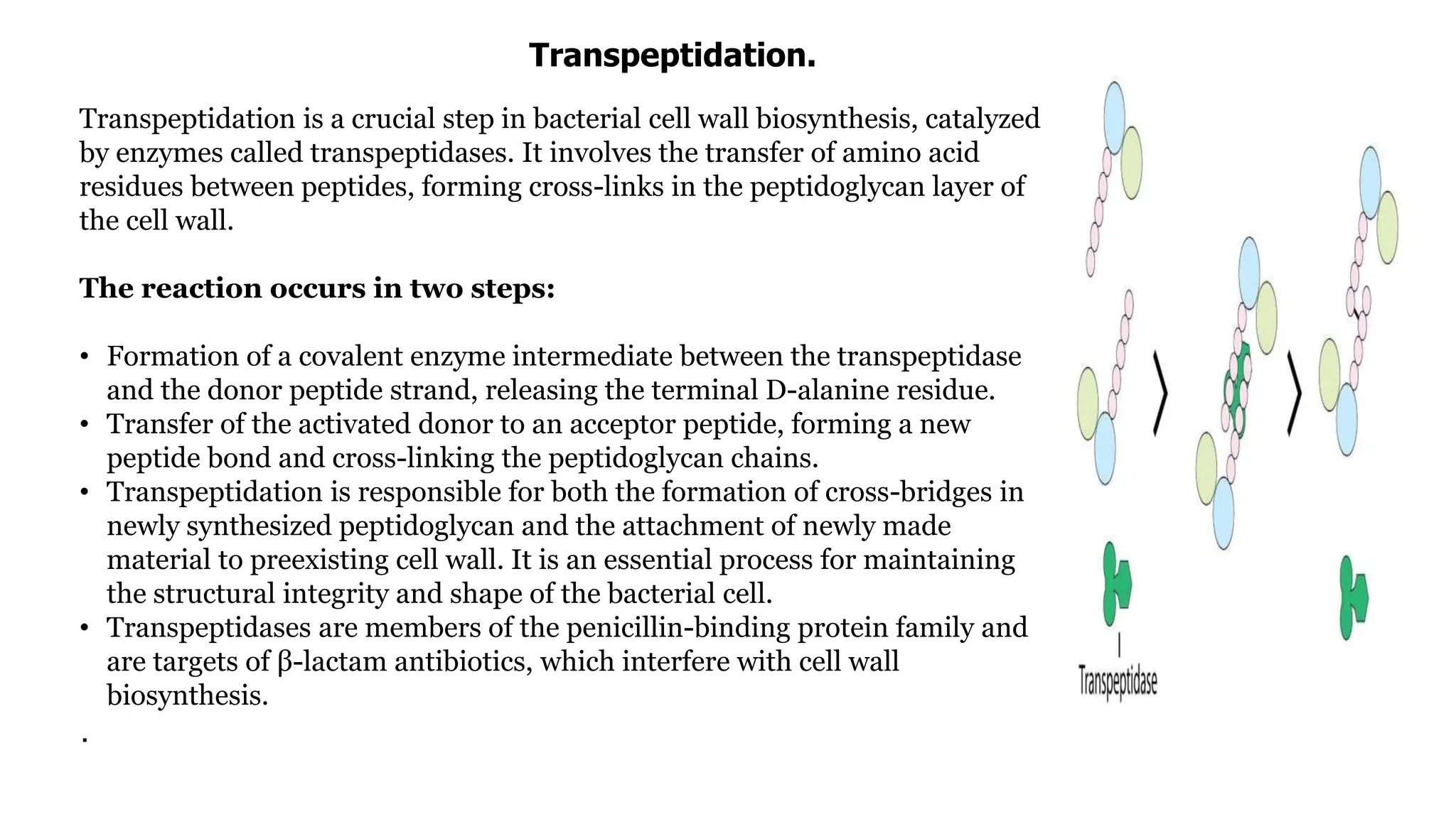 Cellular Biosynthesis: Cell Wall and Protein Pathways | PPTX