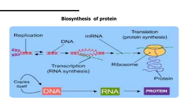 Cellular Biosynthesis: Cell Wall and Protein Pathways | PPT