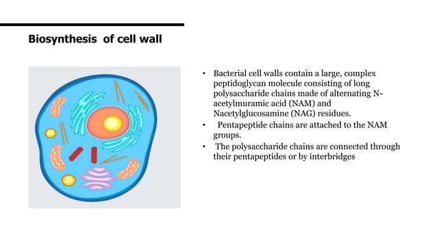 Cellular Biosynthesis: Cell Wall and Protein Pathways | PPT