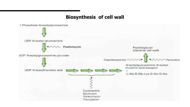 Cellular Biosynthesis: Cell Wall and Protein Pathways | PPT