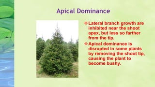 Biosynthesis and applications of plant growth regulators | PPTX