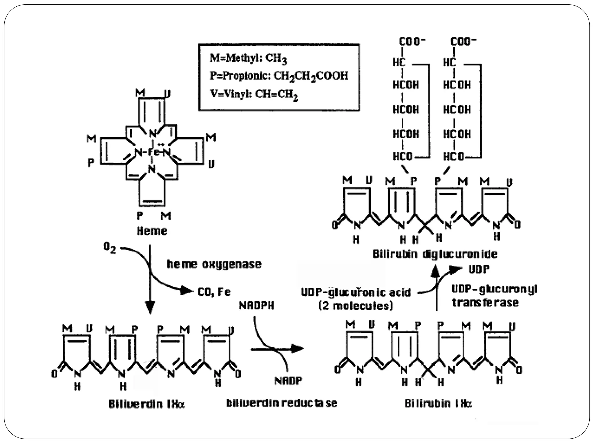 Biosynthesis and degradation of porphyrin and heme | PPTX