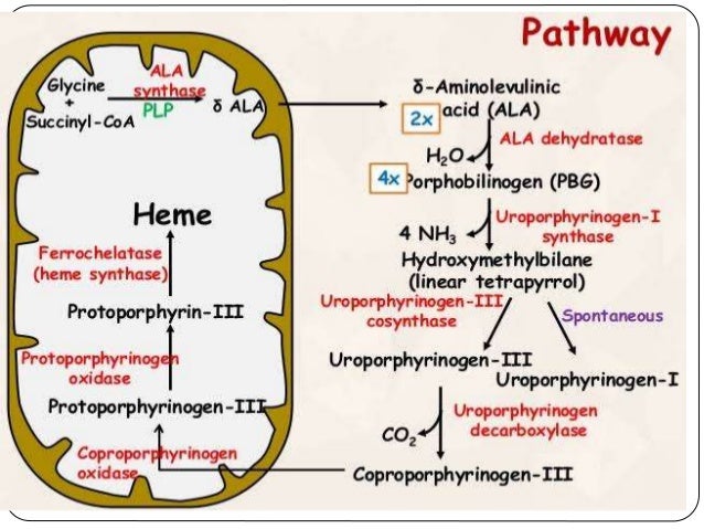 Biosynthesis and degradation of porphyrin and heme