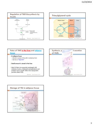 Biosynthesis and storage of tag | PDF