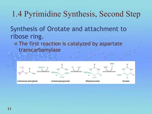 BIOSYNTHESIS NUCLEOTIDE.pdf