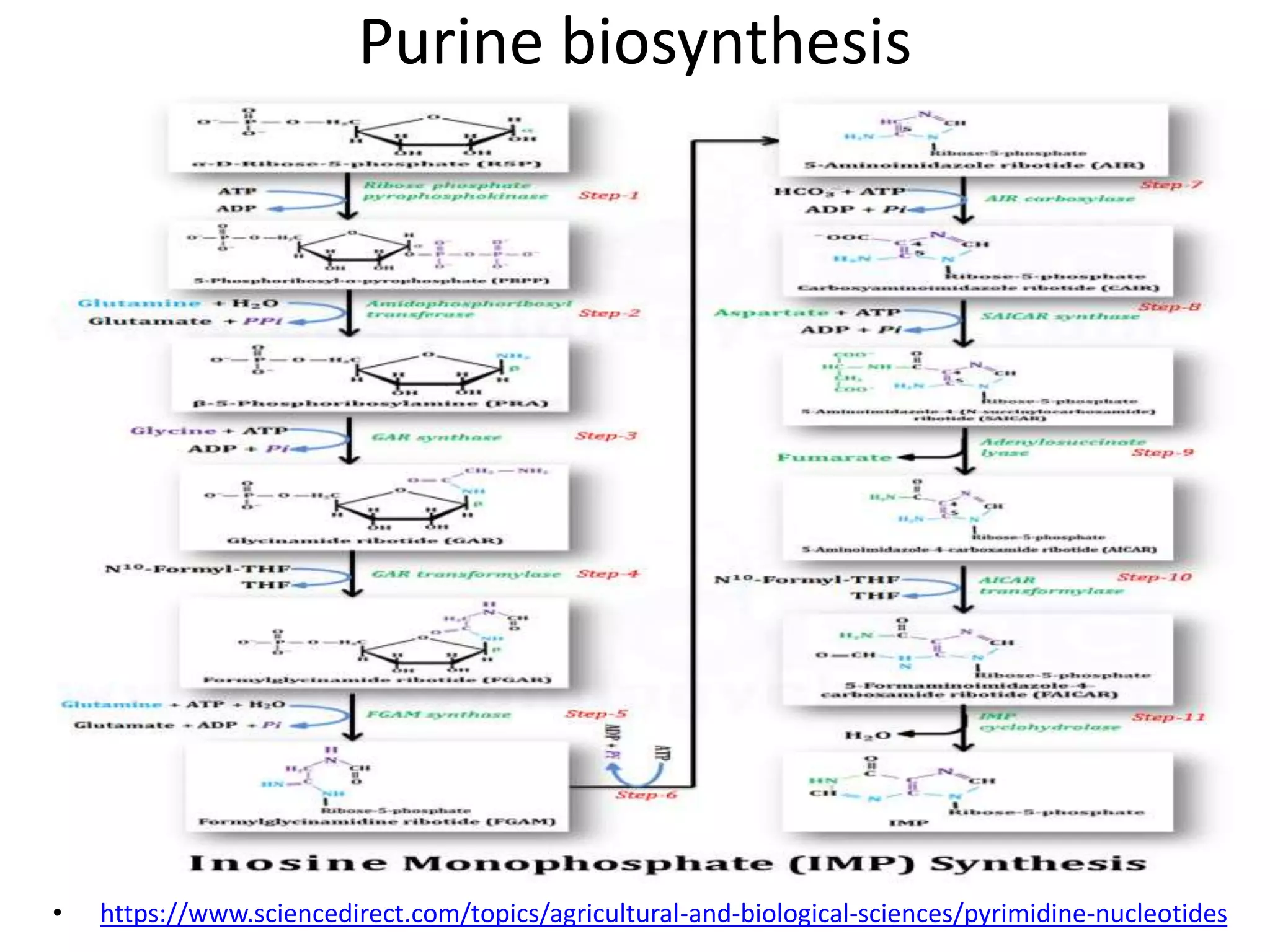 Biosynthesis of purine & pyrimidine | PPTX