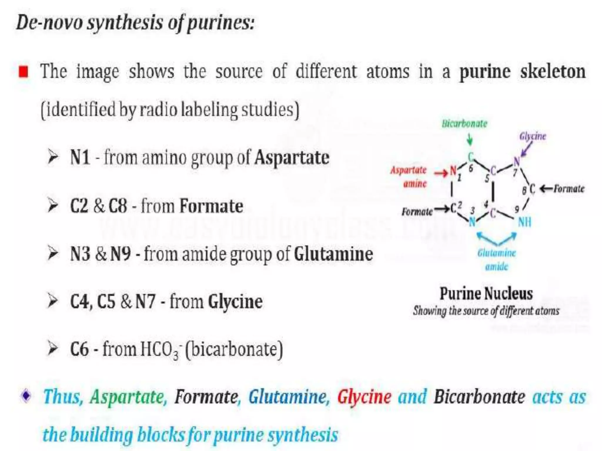 Biosynthesis of purine & pyrimidine | PPTX
