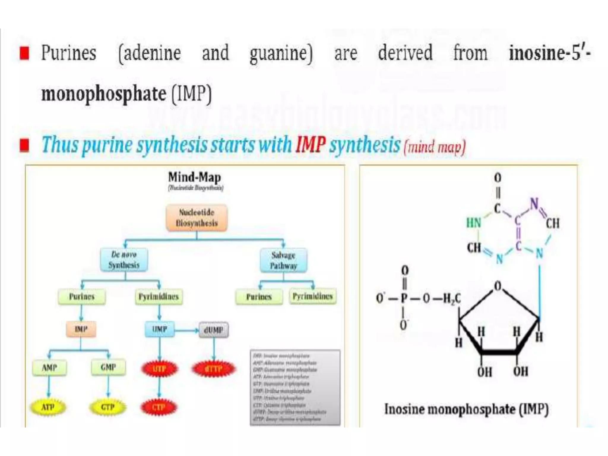 Biosynthesis of purine & pyrimidine | PPTX