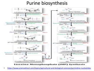 Biosynthesis of purine & pyrimidine | PPTX