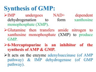 Biosynthesis of purine & pyrimidine | PPTX
