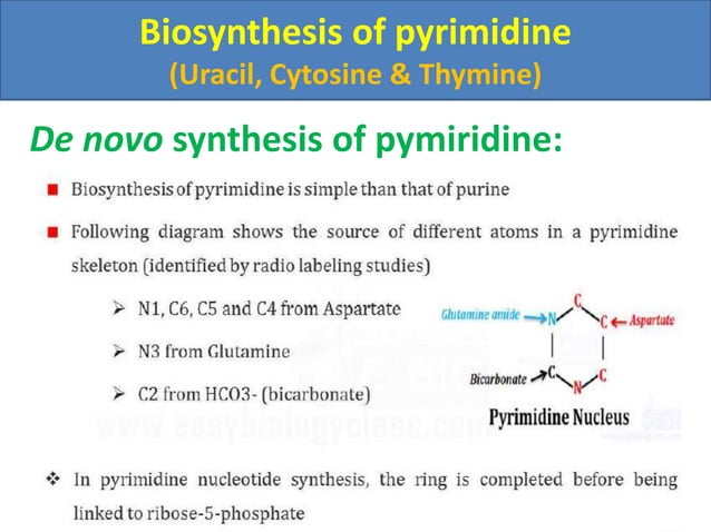 Biosynthesis of purine & pyrimidine | PPTX | Chemistry | Science