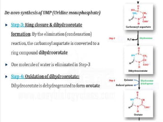 Biosynthesis of purine & pyrimidine | PPTX