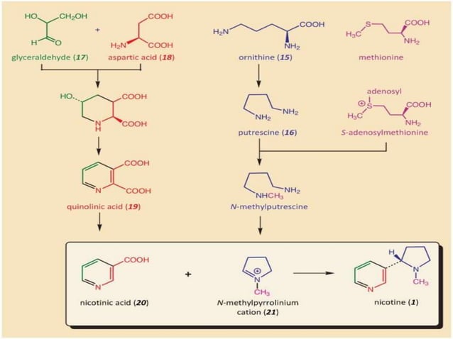 lecture note Biosynthesis of Alkaloid.pptx | Pharmaceutical Drugs ...