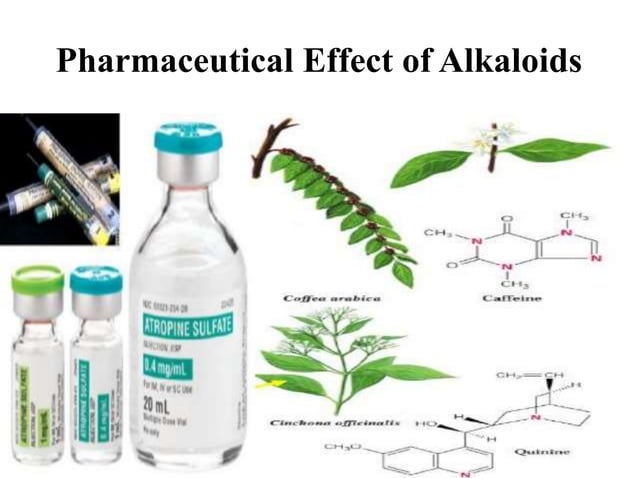 lecture note Biosynthesis of Alkaloid.pptx | Pharmaceutical Drugs ...