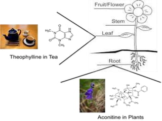 lecture note Biosynthesis of Alkaloid.pptx