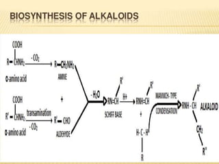 lecture note Biosynthesis of Alkaloid.pptx