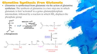Biosynthesis of amino acid (essential and non essential) | PDF
