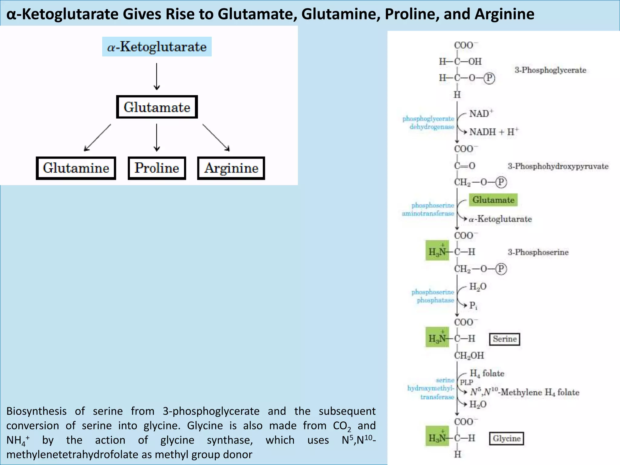 Biosynthesis of amino acid | PPTX