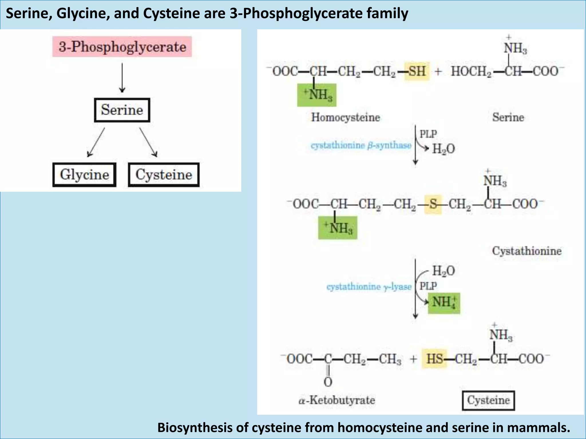 Biosynthesis of amino acid | PPTX
