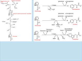 Biosynthesis of amino acid | PPTX