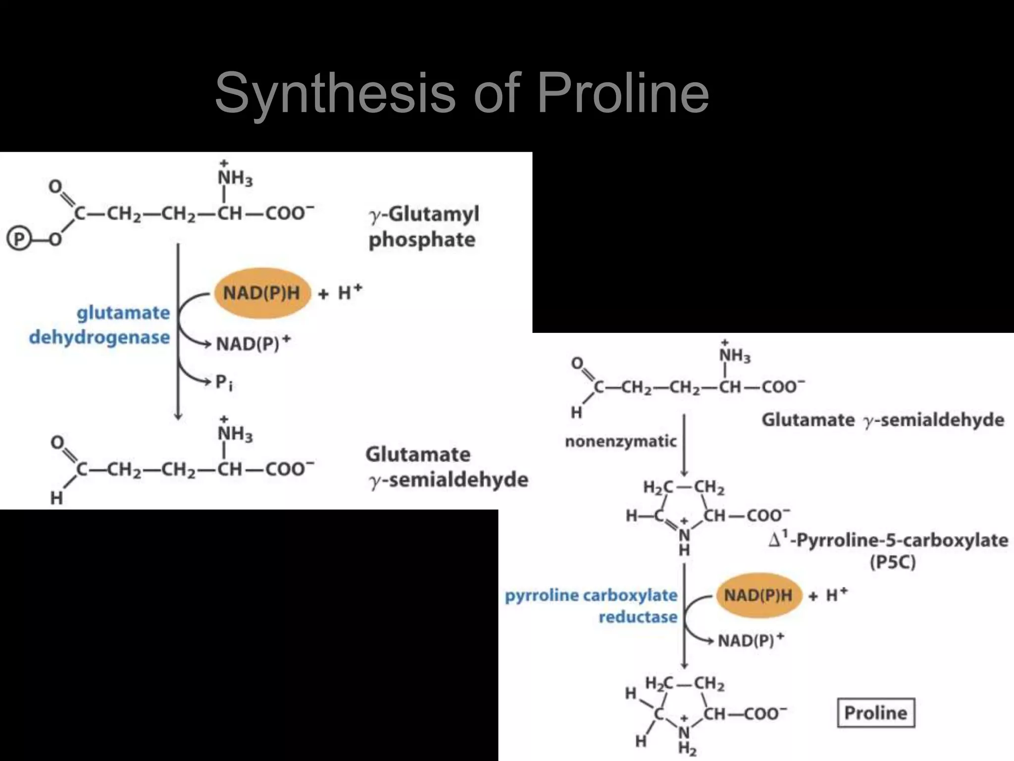 Biosynthesis of amino acids | PPT