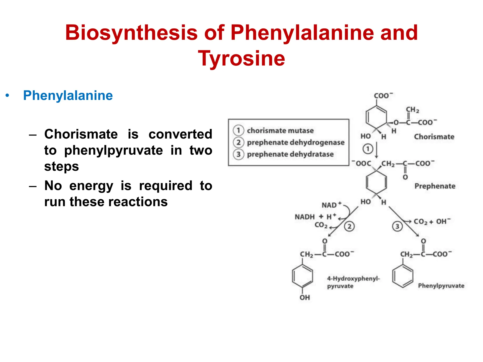 Biosynthesis of different types of amino acids.pptx