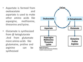 Biosynthesis of different types of amino acids.pptx