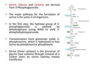 Biosynthesis of different types of amino acids.pptx