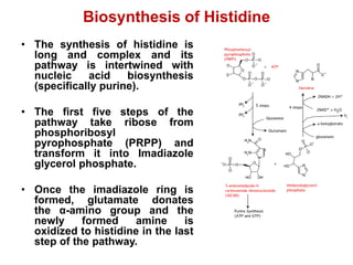 Biosynthesis of different types of amino acids.pptx