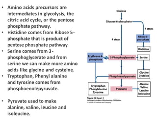 Biosynthesis of different types of amino acids.pptx